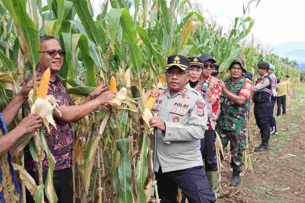 Panen Raya Jagung Serentak di Desa Perbesi, Kapolres Tanah Karo : Langkah Nyata Menuju Lumbung ...